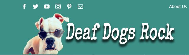 Best Organizations for Animal Adoption in Virginia State | FLAG Pets